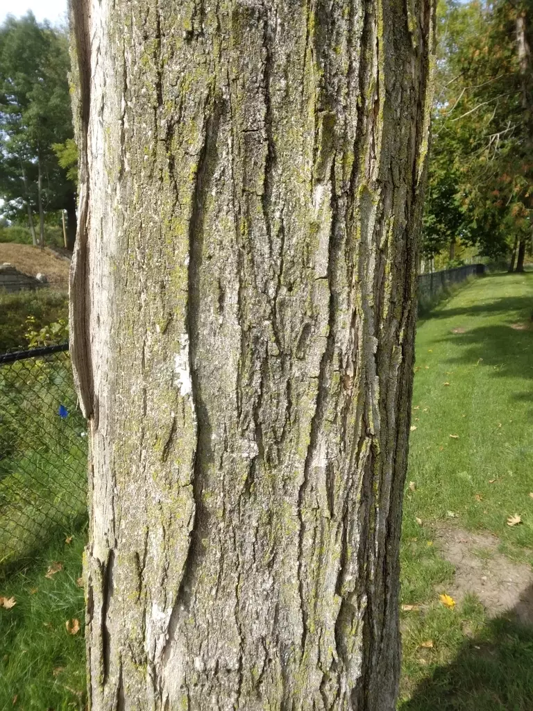 Acer saccharum Northern Zone 5 - Web page Navigation - Canada Maple ...