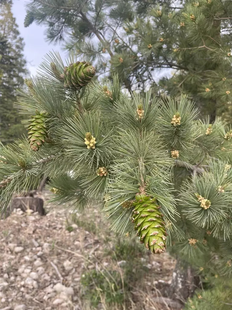 Pinus strobiformis - Conifer - Border Pine, Chihuahua White Pine ...