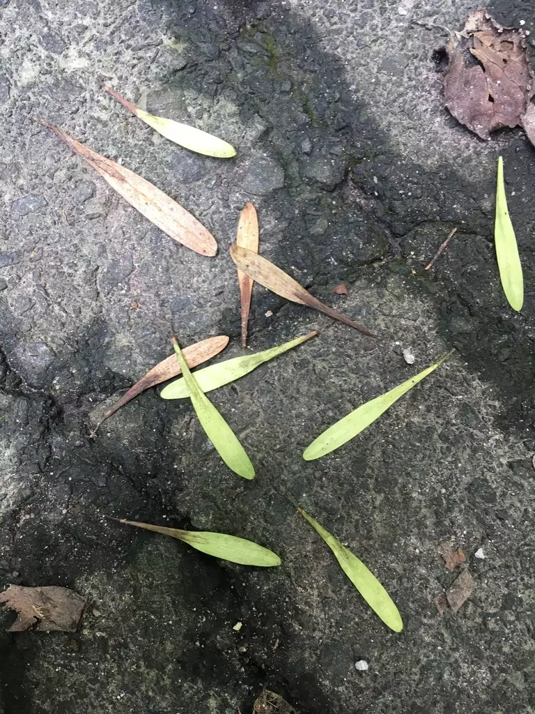 Fraxinus profunda - Hardwood - Pumpkin Ash