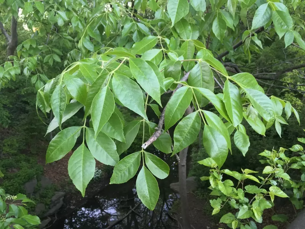 Fraxinus profunda - Hardwood - Pumpkin Ash