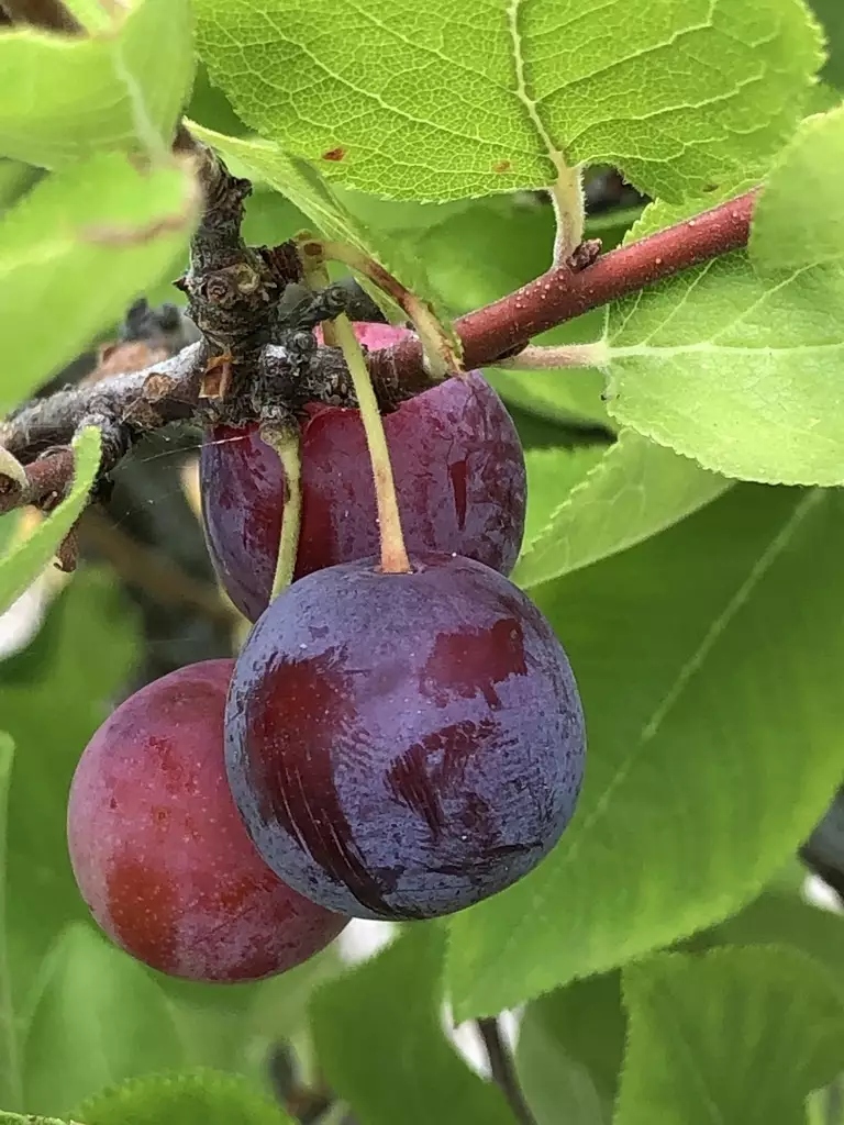 Prunus maritima - Shrub - Beach Plum
