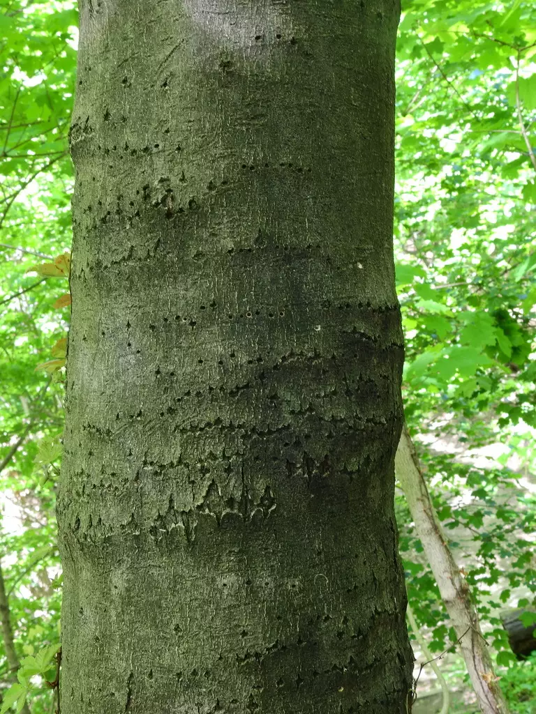 Cladrastis kentukea - Flowering Tree - American Yellowwood, Kentucky ...