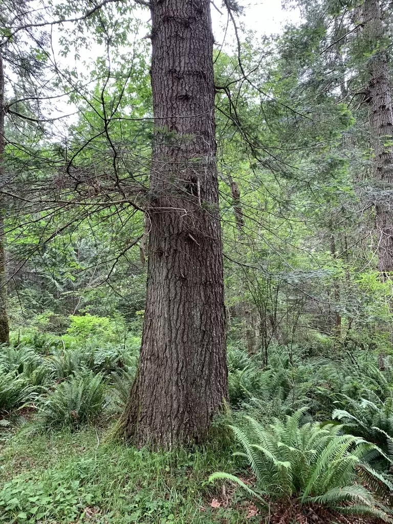 Abies grandis Coastal Ecotype - Conifer,Medicinal Herbs - Giant Fir ...