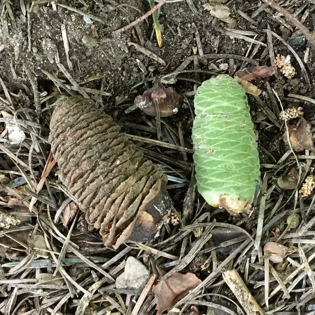 Abies grandis Coastal Ecotype - Conifer,Medicinal Herbs - Giant Fir ...