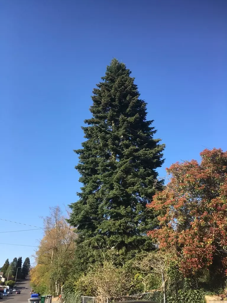 Abies grandis Coastal Ecotype - Conifer,Medicinal Herbs - Giant Fir ...