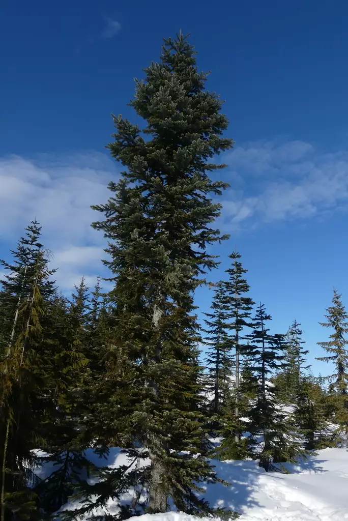 Abies amabilis - Conifer,Medicinal Herbs - Cascade Fir, Lovely Fir ...
