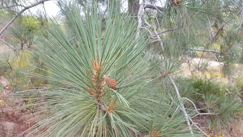 Pinus torreyana - Conifer - Torrey Pine