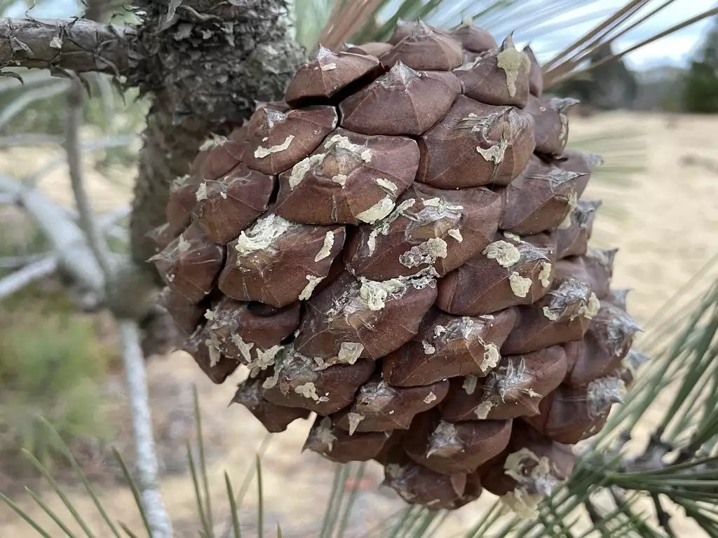 Pinus torreyana - Conifer - Torrey Pine