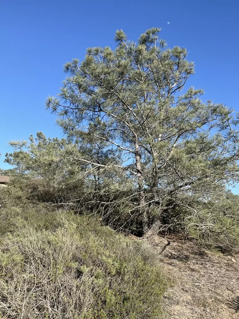Pinus torreyana - Conifer - Torrey Pine