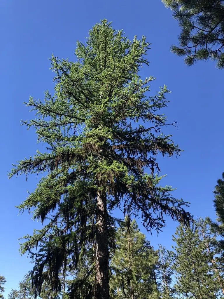 Larix occidentalis - Common Bonsai,Conifer - Western Larch