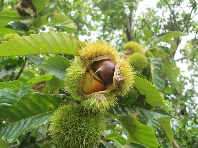 Castanea mollissima - Edible Fruit/Nuts,Fruits - Chinese Chestnut