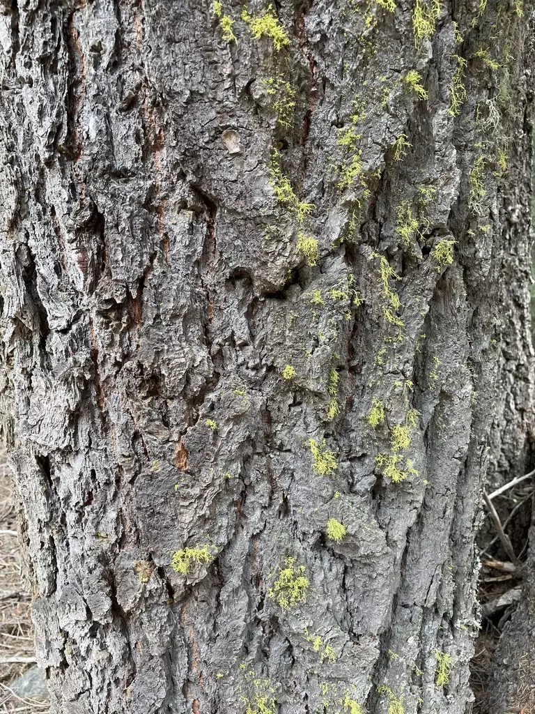 Abies concolor ssp. lowiana California - Conifer - Low's Fir, Sierra ...