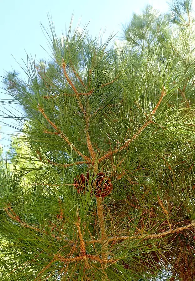 Pinus eldarica - Common Bonsai,Conifer,Evergreen Leaves - Afghan Pine ...