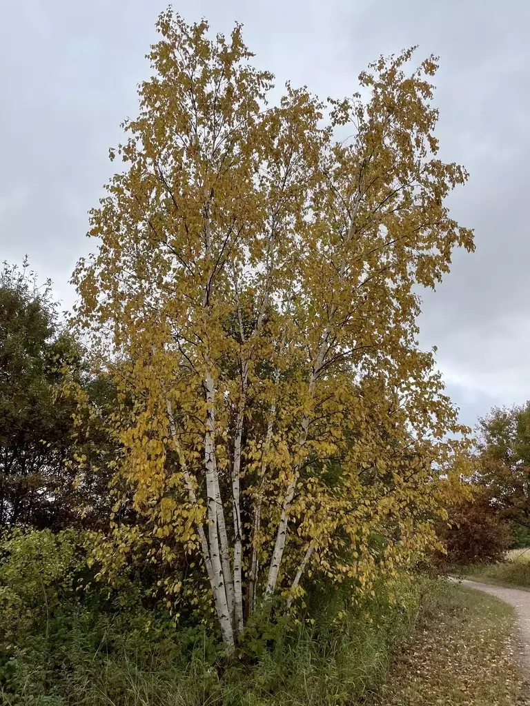 Betula papyrifera broken strobiles - Deciduous - Canoe Birch, Paper ...