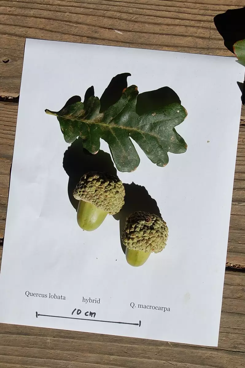 Quercus macrocarpa var. X Lobata - Hardwood - Bur/Valley Oak Hybrid ...