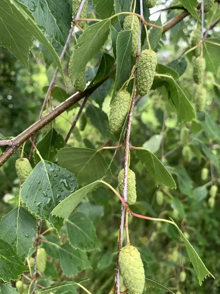 Betula papyrifera broken strobiles - Deciduous - Canoe Birch, Paper ...