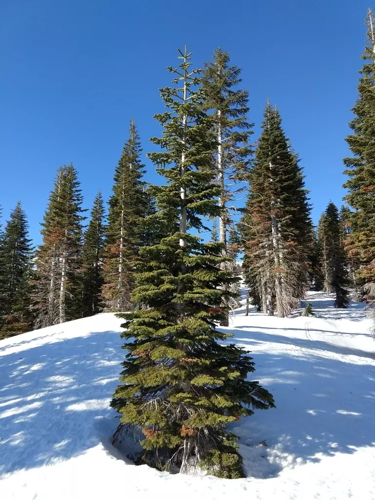 Abies magnifica Best Silver color for Christmas Trees - Conifer,Tree ...