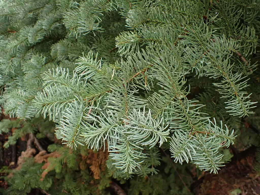 Abies magnifica Best Silver color for Christmas Trees - Conifer,Tree ...