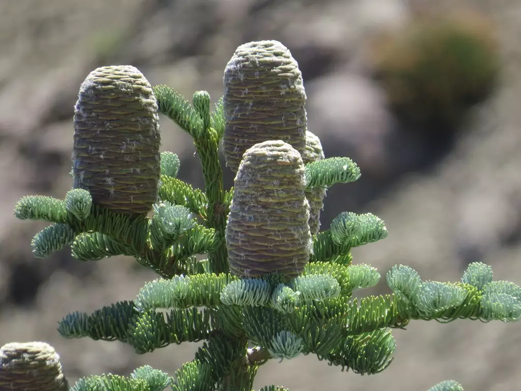 Abies magnifica Best Silver color for Christmas Trees - Conifer,Tree ...