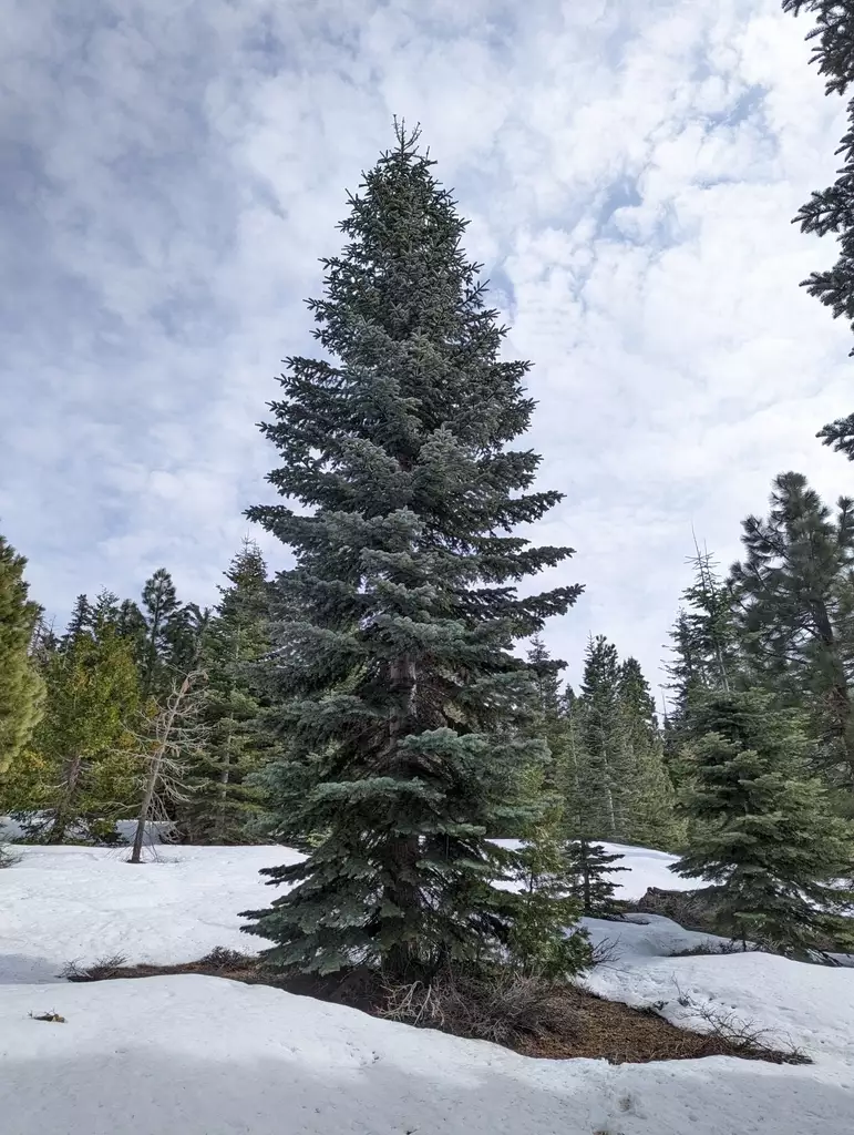 Abies magnifica Best Silver color for Christmas Trees - Conifer,Tree ...