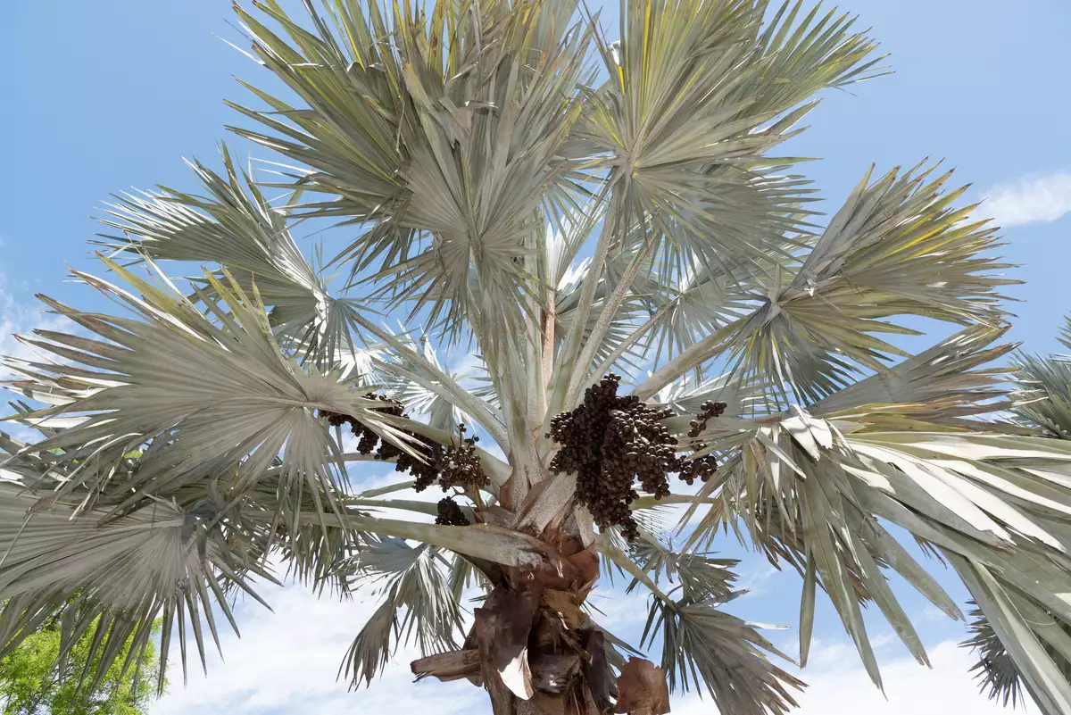 Bismarckia nobilis 'Silver' - Web page Navigation - Bismarck Palm ...