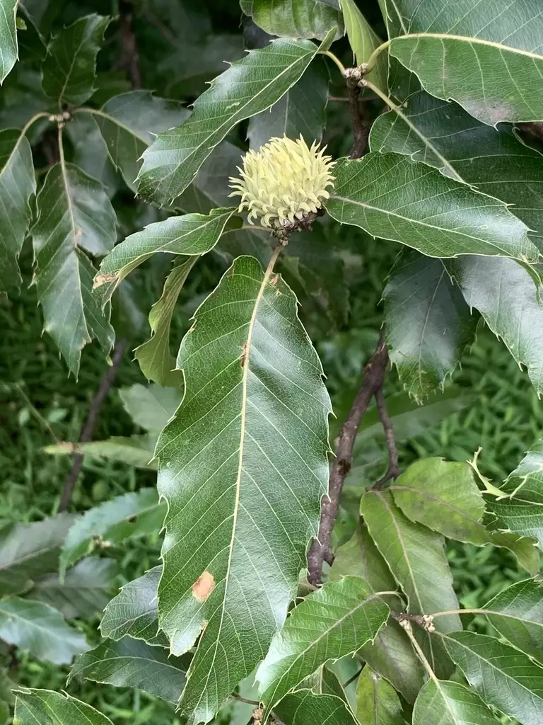 Quercus acutissima - Deciduous,Hardwood - Sawtooth Oak