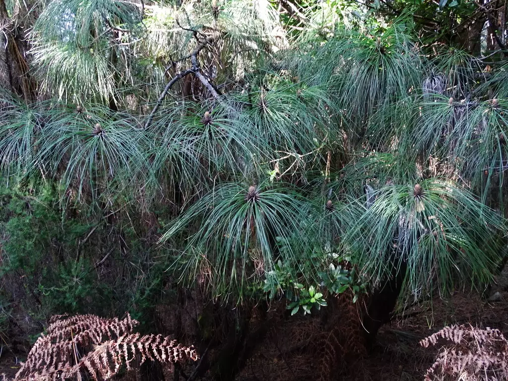 Pinus canariensis - Conifer,Evergreen Leaves - Canary Island Pine ...