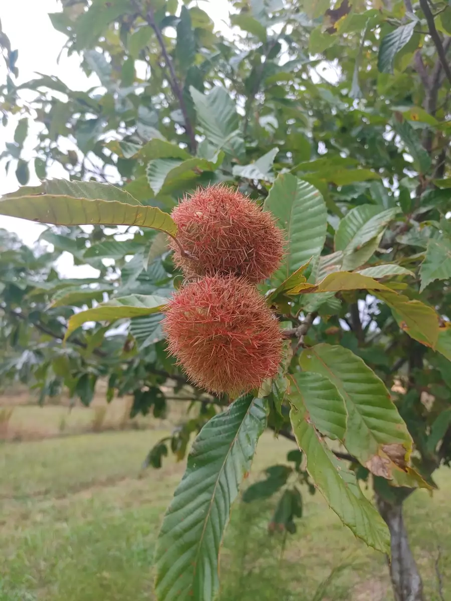 Castanea mollissima Liu - Web page Navigation - Chinese chestnut 'Liu'