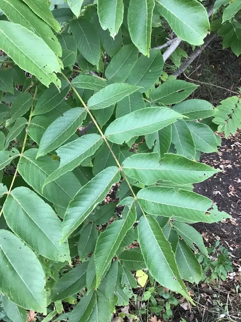 Juglans cinerea - Deciduous,Edible Fruit/Nuts,Fruits,Hardwood,Shade ...