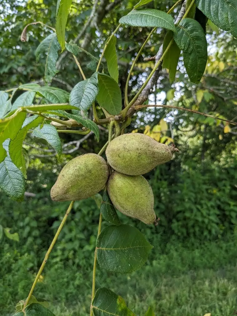 Juglans cinerea - Deciduous,Edible Fruit/Nuts,Fruits,Hardwood,Shade ...