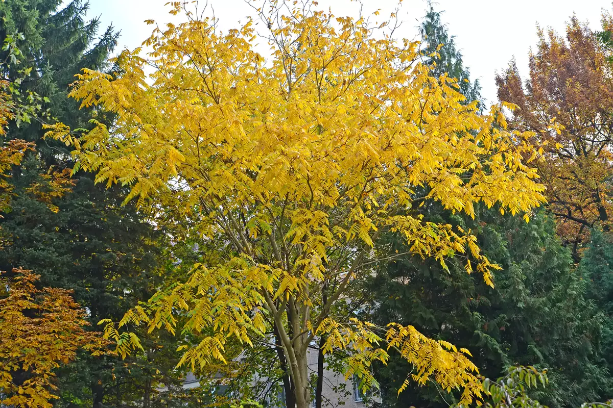 Juglans cinerea - Deciduous,Edible Fruit/Nuts,Fruits,Hardwood,Shade ...