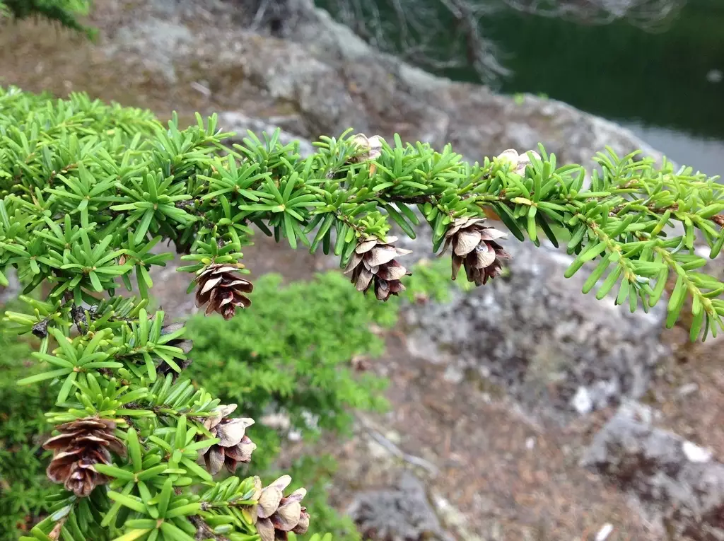 Western Hemlock (Tsuga heterophylla) - Level Up Garden