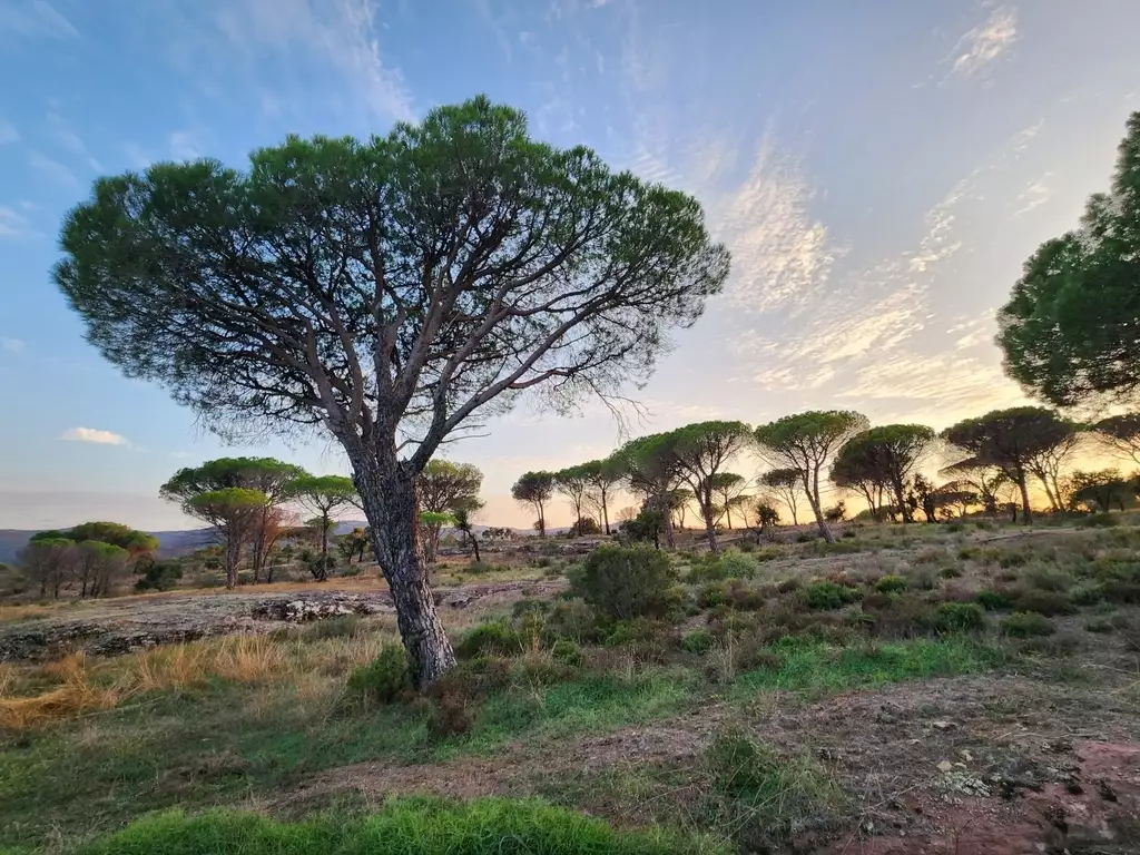 Pinus pinea - Conifer,Evergreen Leaves - Italian Stone Pine, Umbrella Pine