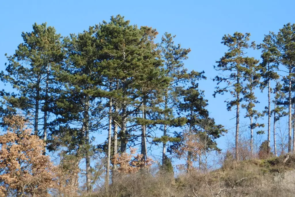Pinus nigra Northern Europe - Common Bonsai,Conifer - Austrian Pine ...