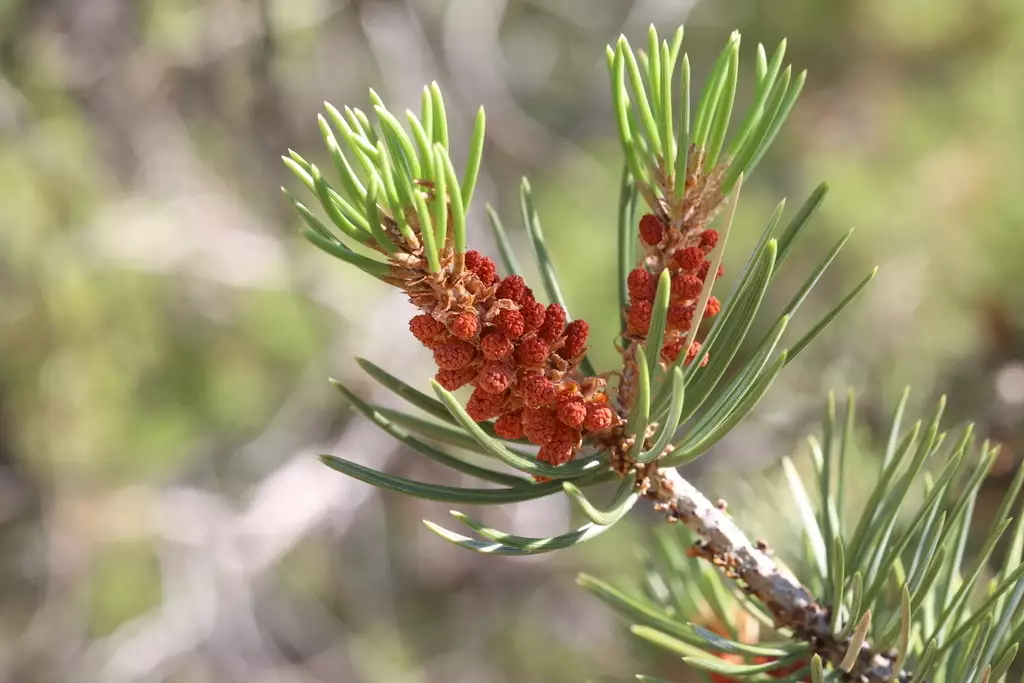 Pinus edulis - Common Bonsai,Conifer,Evergreen Leaves - Colorado Pinyon ...