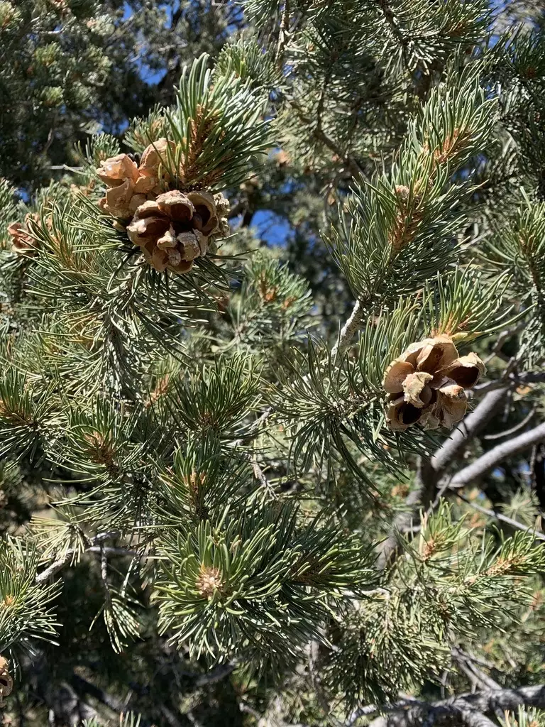 Pinus edulis - Common Bonsai,Conifer,Evergreen Leaves - Colorado Pinyon Pine, Pinyon Pine, Two ...