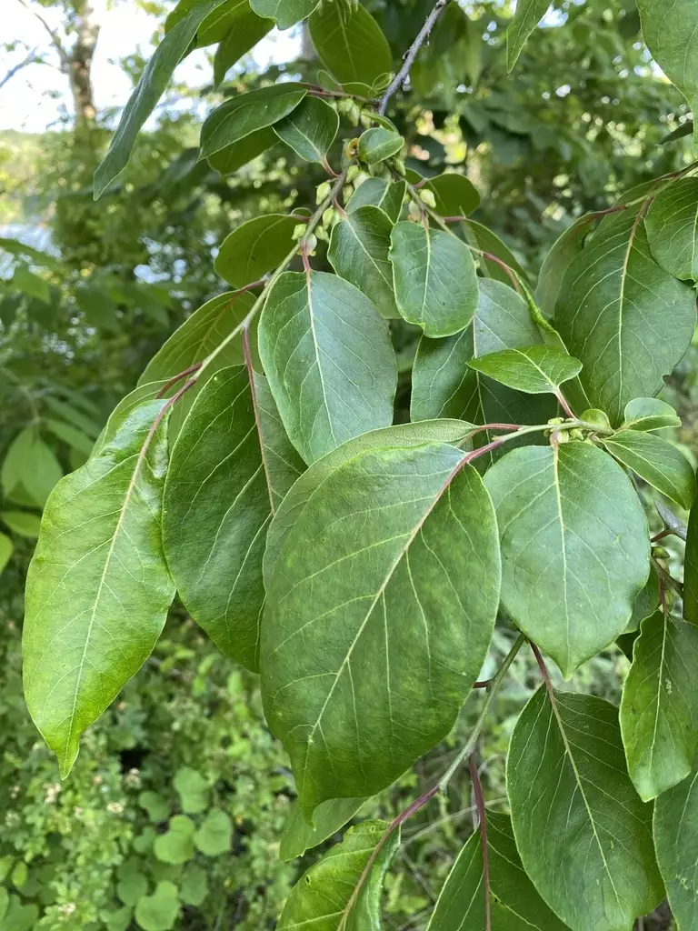 Diospyros virginiana - Common Bonsai,Deciduous,Edible Fruit/Nuts,Fruits ...