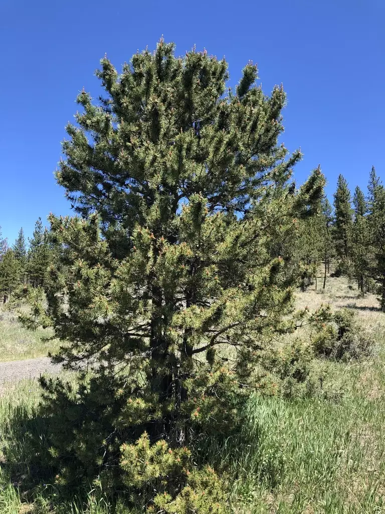 Pinus contorta var. latifolia - Common Bonsai,Conifer - Interior ...