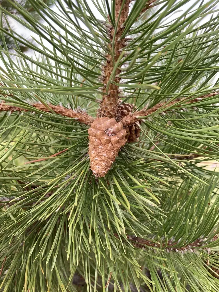 Pinus contorta var. latifolia - Common Bonsai,Conifer - Interior ...