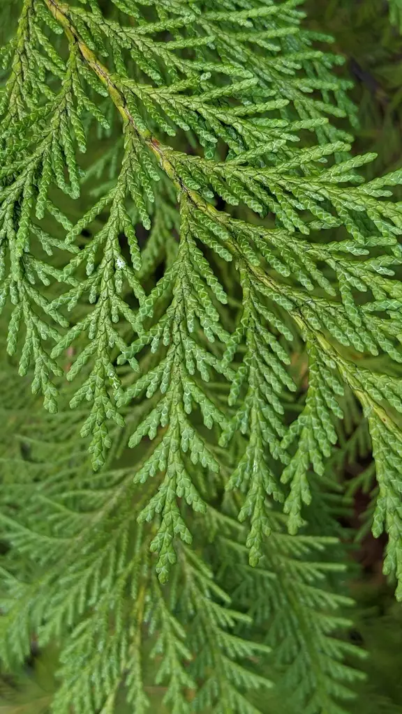 Chamaecyparis lawsoniana - Common Bonsai,Conifer - Lawson's Cypress ...