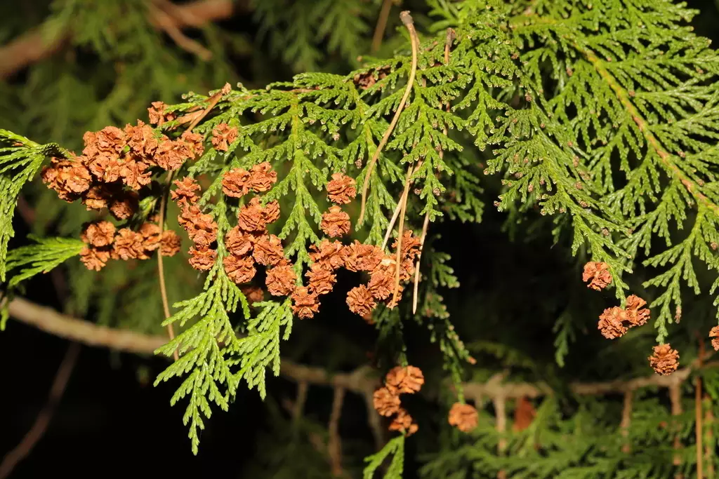 Chamaecyparis lawsoniana - Common Bonsai,Conifer - Lawson's Cypress ...