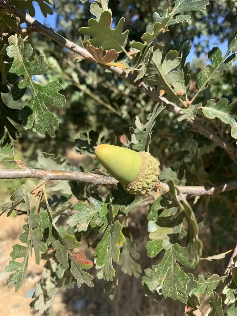 Folha De Quercus Lobata Quercus Lobata Oliv. Pépinières Botaniques
