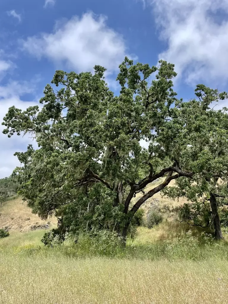 Quercus lobata - Common Bonsai,Hardwood - California White Oak, Valley Oak