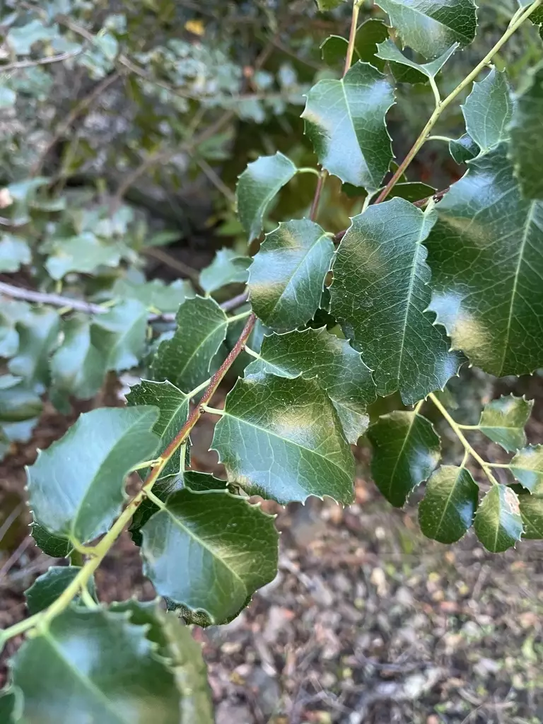 Prunus ilicifolia - Flowering Tree - Evergreen Cherry, Holly Leaved ...