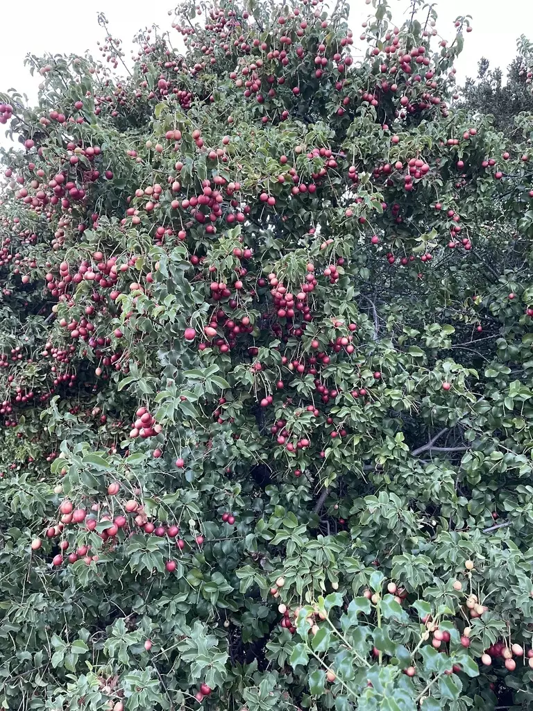 Prunus ilicifolia - Flowering Tree - Evergreen Cherry, Holly Leaved ...