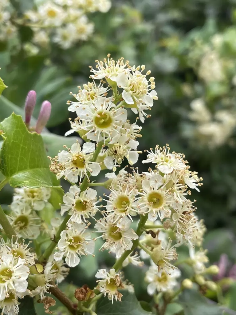Prunus ilicifolia - Flowering Tree - Evergreen Cherry, Holly Leaved ...