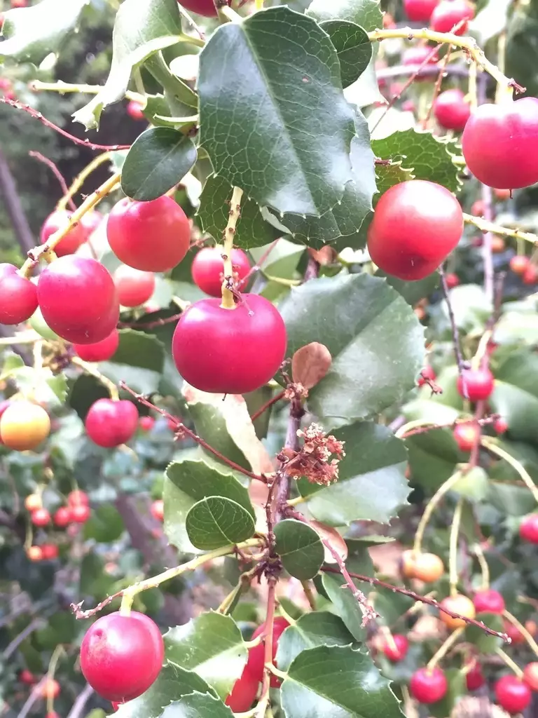 Prunus ilicifolia - Flowering Tree - Evergreen Cherry, Holly Leaved ...