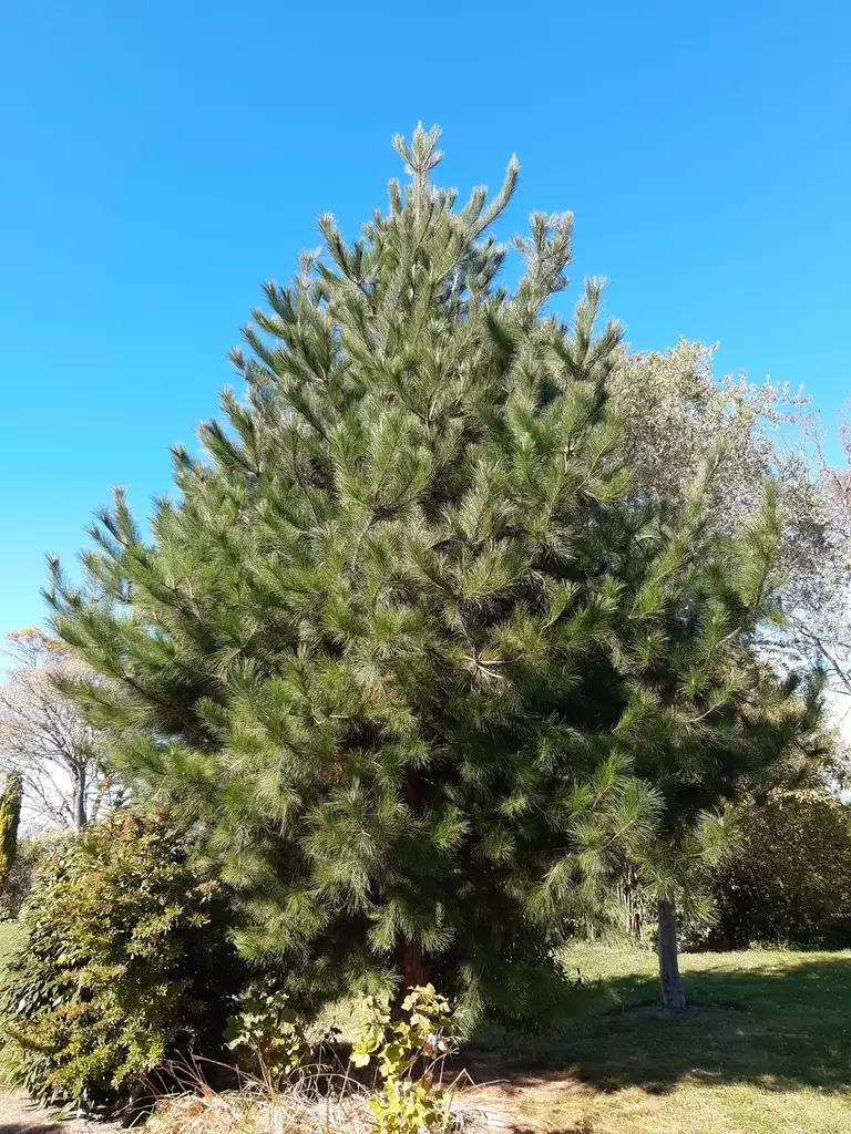 Pinus radiata - Web page Navigation - Insignis Pine, Monterey Pine ...