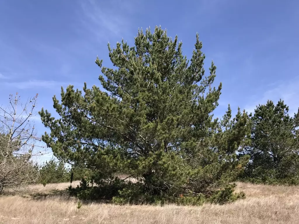 Pinus radiata - Web page Navigation - Insignis Pine, Monterey Pine ...