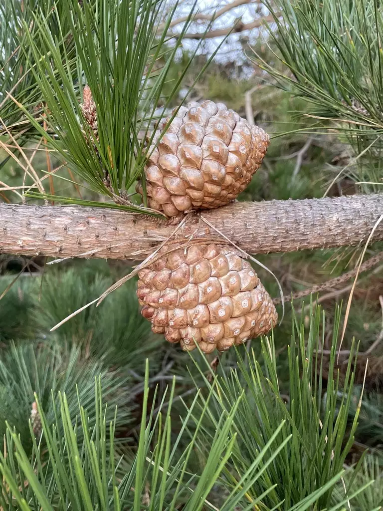 Pinus radiata - Web page Navigation - Insignis Pine, Monterey Pine ...